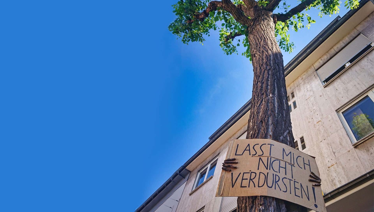 Planification optimisée de l'irrigation pour prévenir la mort des arbres