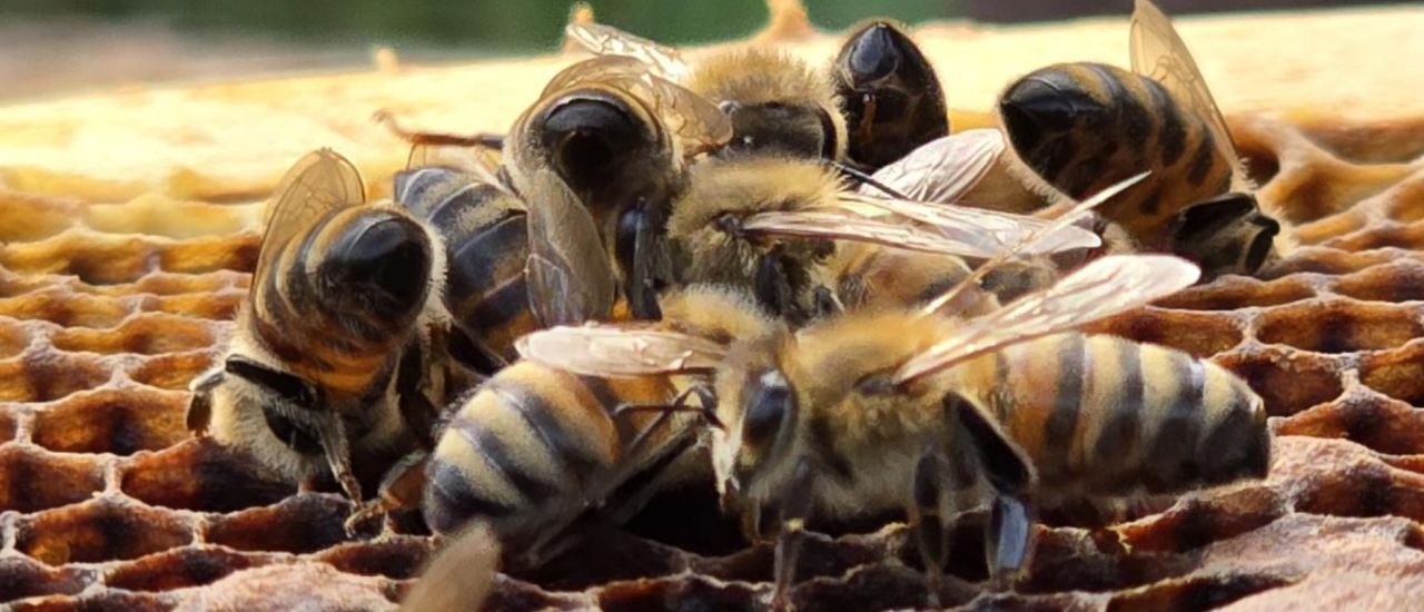 Miniature RFID for Bee Research | Microsensys